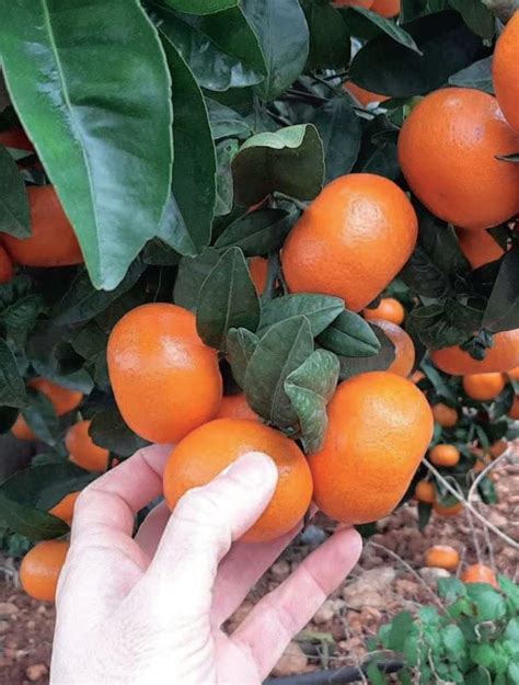 The Road To High Yielding And Sustainable Citrus Production Icl