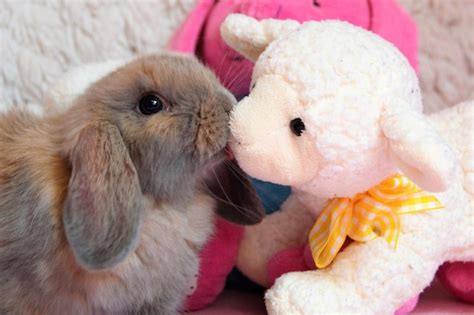 Premium Photo Close Up Of Rabbit Kissing Stuffed Toy At Home