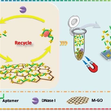 Schematic Diagram Of The M Go Assisted Homogeneous Ecl Aptasensor For Download Scientific