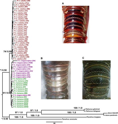 four gene concatenated tree maximum likelihood tree inferred from the