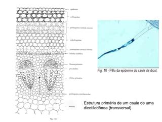 Anatomia Do Caule Ppt