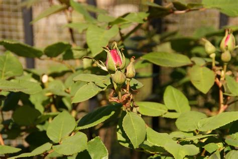 Organic Garden Dreams: Rose of the Month: 'Zephirine Drouhin'