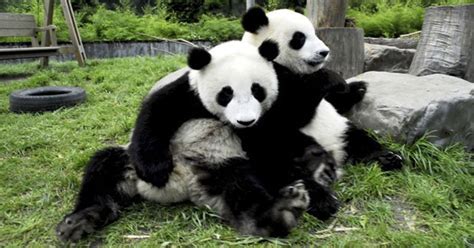 Why Do Pandas Like To Listen To Love Songs When Doing Sex