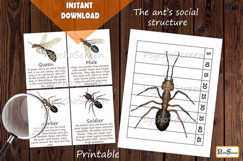 ANT COLONY Unit Study MINI Printable Ants Bundle Poster Etsy