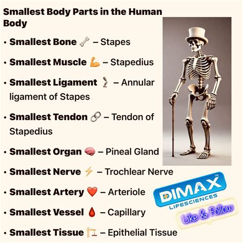 Dimax Smallest Body Parts In The Human Body 🧑‍⚕️🔬 Even The Tiniest Parts Of Our Body Play A