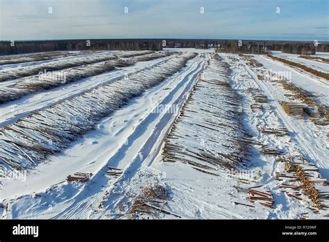 The Felled Trees Lie Under The Open Sky Deforestation In Russia Destruction Of Forests In