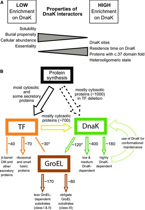 Central Role Of Dnak In The Cytosolic Chaperone Network A Properties Download Scientific