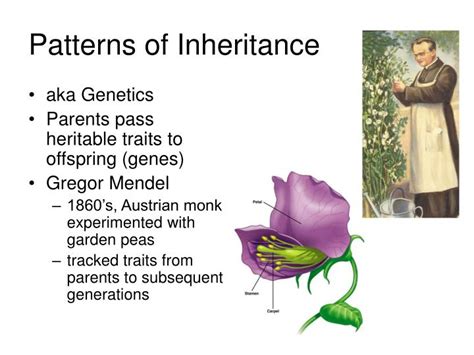 ppt patterns of inheritance powerpoint presentation free download