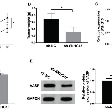 Snhg15 Knockdown Retarded Tumor Growth In Vivo A Tumor Volume Was