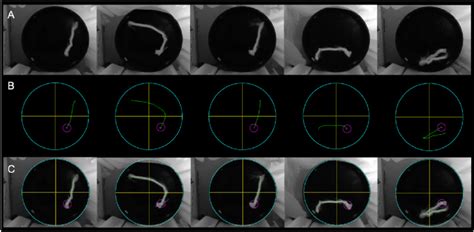 Rats Trajectory Using The Mwm Protocol With Platform A Actual Path