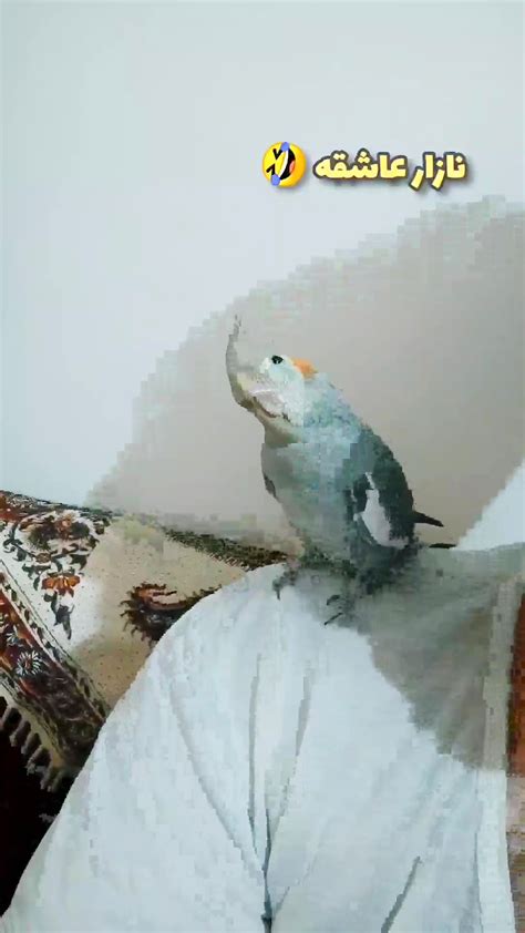 عروس هلندی عاشق