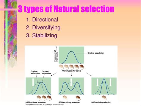 The Evolution Of Populations Ppt Download