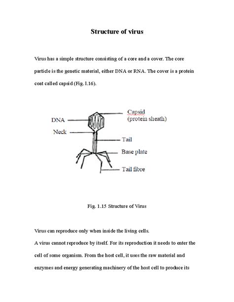 Structure Of Virus Structure Of Virus Virus Has A Simple Structure
