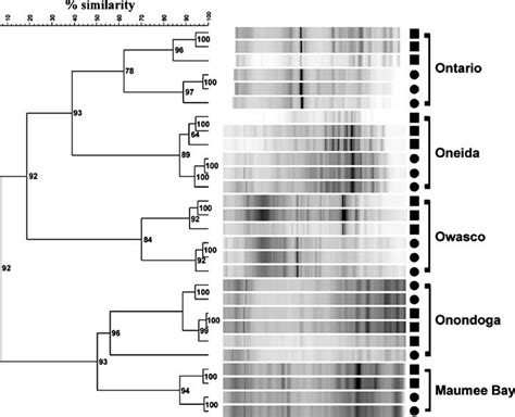 Dendrogram Analysis Of Dgge Fingerprints Of Bacterial Communities Download Scientific Diagram