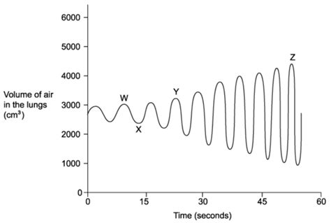 Human Gas Exchange Cambridge O Level Biology Exam Questions Answers