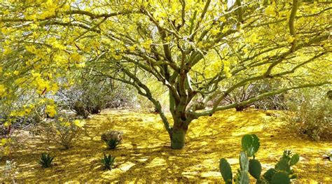 Best Trees To Plant In Arizona S Hot Climate