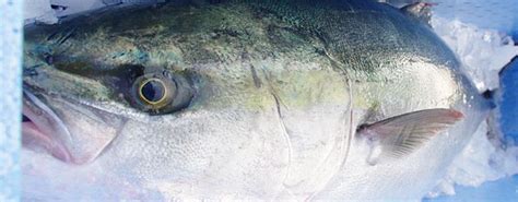 いきいき七尾魚 朝どれの近海魚を世界農業遺産「能登の里海」からお届けしています。