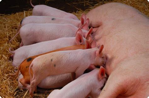 How Does Video Tracking Annotation Empower The Farm Industry？ By Bytebridge Nerd For Tech