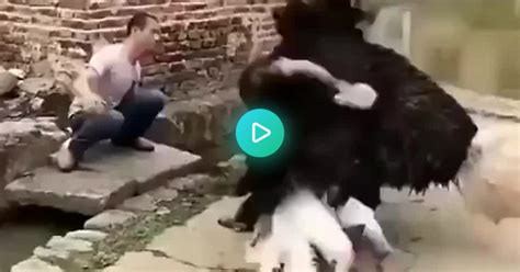 Chocobo Choco No Album On Imgur