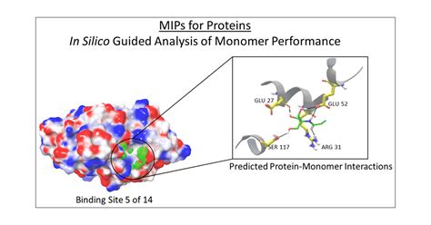 Toward Rational Design Of Selective Molecularly Imprinted Polymers Mips For Proteins