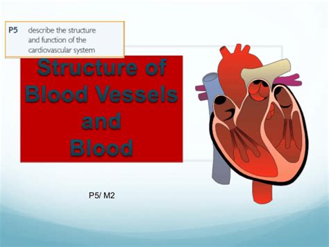 Structure Of The Circulatory Sytem
