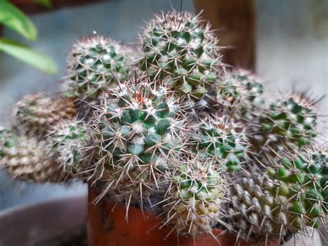 Mammillaria Polythele A Type Of Succulent Cactus From The Cactaceae