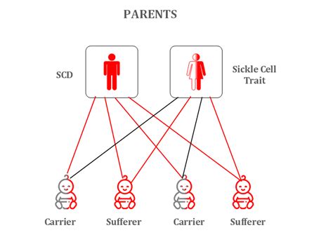 About Sickle Cell And Trait Cti Foundation
