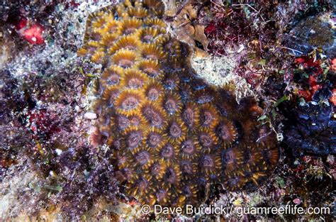 Oulophyllia Guamreeflife