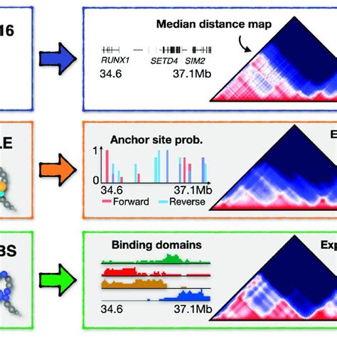 Loop Extrusion Le And Strings And Binders Sbs Models Of A 2 5 Mb Download Scientific