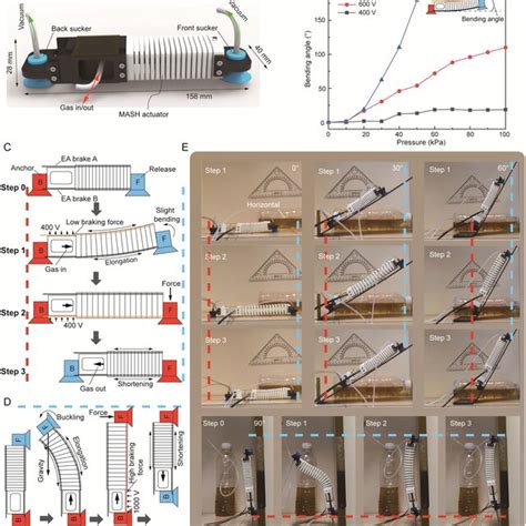 Pdf Earthworm‐inspired Multi‐material Adaptive Strain‐limiting Hybrid Actuators For Soft Robots
