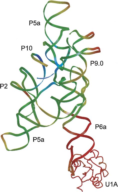 Crystal Structure Of A Group I Intron Splicing Intermediate