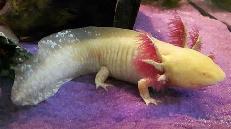Morphs Water Critters