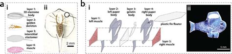 Biohybrid Soft Robotics A Biohybrid Ray I Schematic Showing The