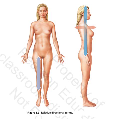 Anatomy I Lab Directional Terms Diagram Quizlet