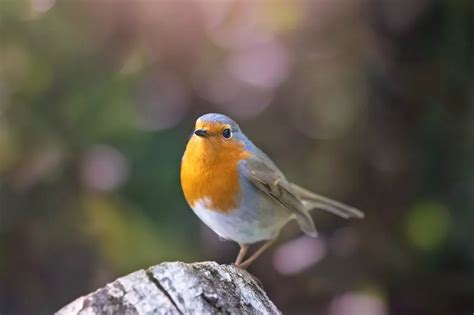 Robins Will Want To Stay In Your Garden All Year If You Plant 1 Tree They Love Daily Record