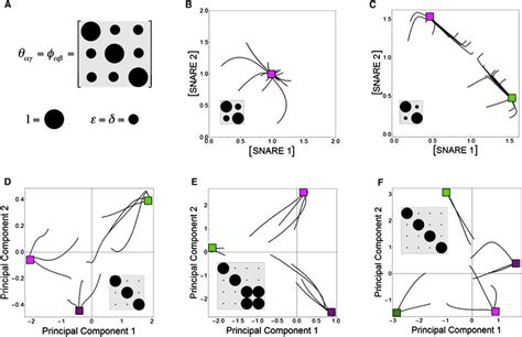 gene duplication and divergence lead to the formation of new