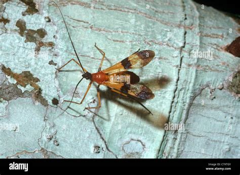 Assassin Bug Hiranetis Braconiformis Reduviidae Mimicking A Braconid