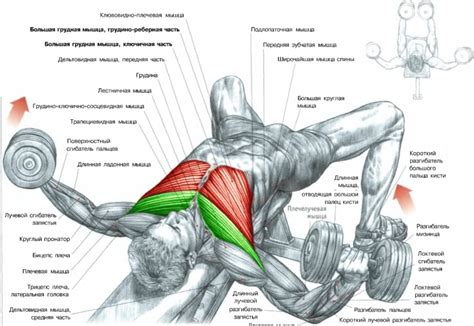 Отличные упражнения для грудных мышц 2019 ВКонтакте