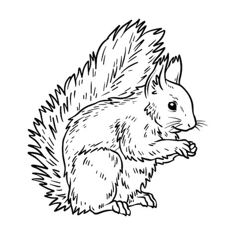 Free Vector Hand Drawn Squirrel Outline Illustration