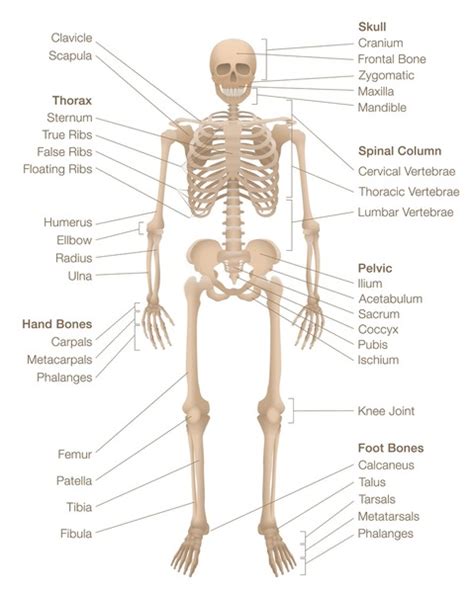Cranial Sacrum Over 8 Royalty Free Licensable Stock Illustrations