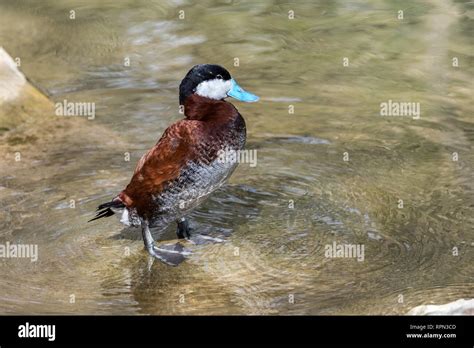 à Queue Raide Banque De Photographies Et Dimages à Haute Résolution