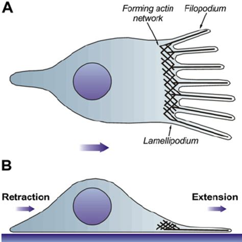Schematic Illustration Of Cell Movement Top View A And Profile View