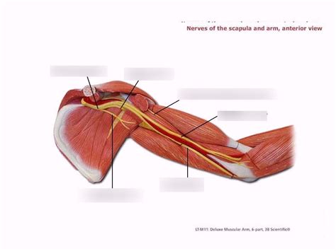 Lab Checklist 2 Arm Nerves Bio 220 Diagram Quizlet