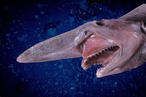 Ugly Fish Species 12 Ugliest Fish In The Worlds Oceans