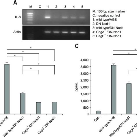 Expression Of Nucleotide Binding Oligomerization Domain 1 Nod1 And