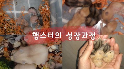 새끼햄스터 성장과정 성장과정 별빛달빛 성장과정 새끼햄스터 Youtube