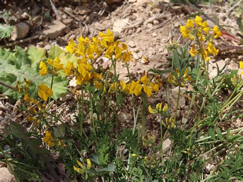 Hippocrepis Comosa Изображение особи Плантариум