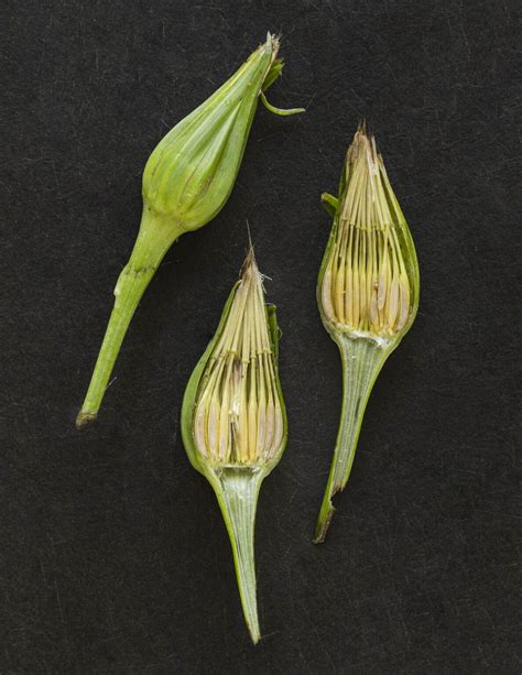 Foraging Oyster Plant Or Yellow Salsify Forager Chef