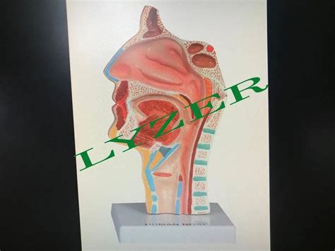 Pvc Human Larynx And Pharynx Disorders Model At ₹ 700 Piece In Ambala