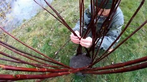 Учимся плести иву. Плетеное дерево из ивы своими руками. Плетение из ...